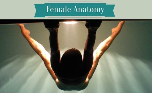 Female Anatomy Confi